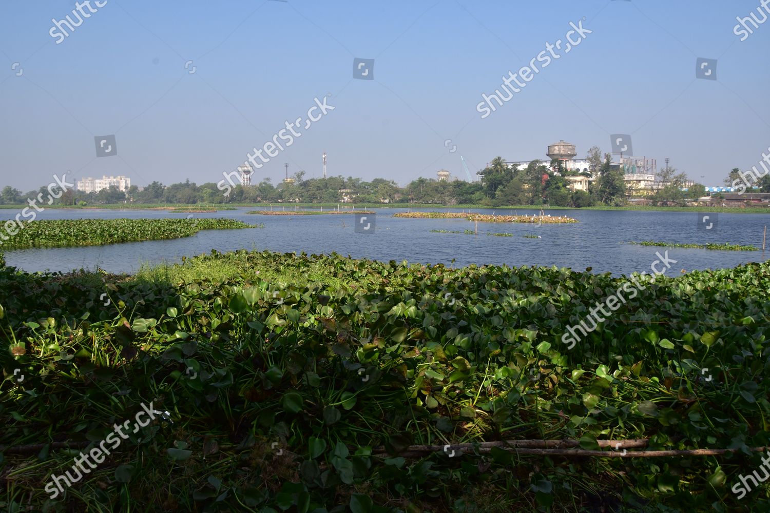 Santragachi Jheel Lake Seen Typical Water Editorial Stock Photo - Stock ...