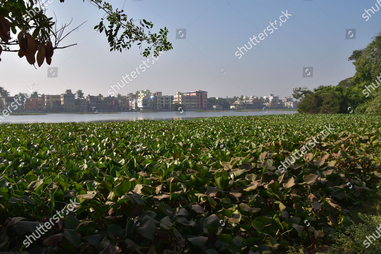 Santragachi Jheel Lake Seen Typical Water Editorial Stock Photo - Stock ...