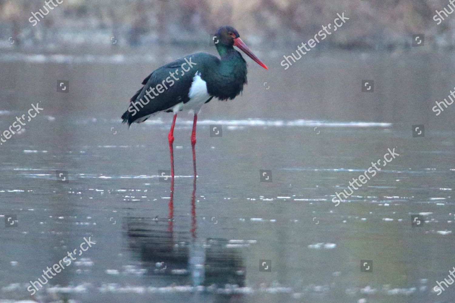 First Class National Protected Wild Animal Editorial Stock Photo ...