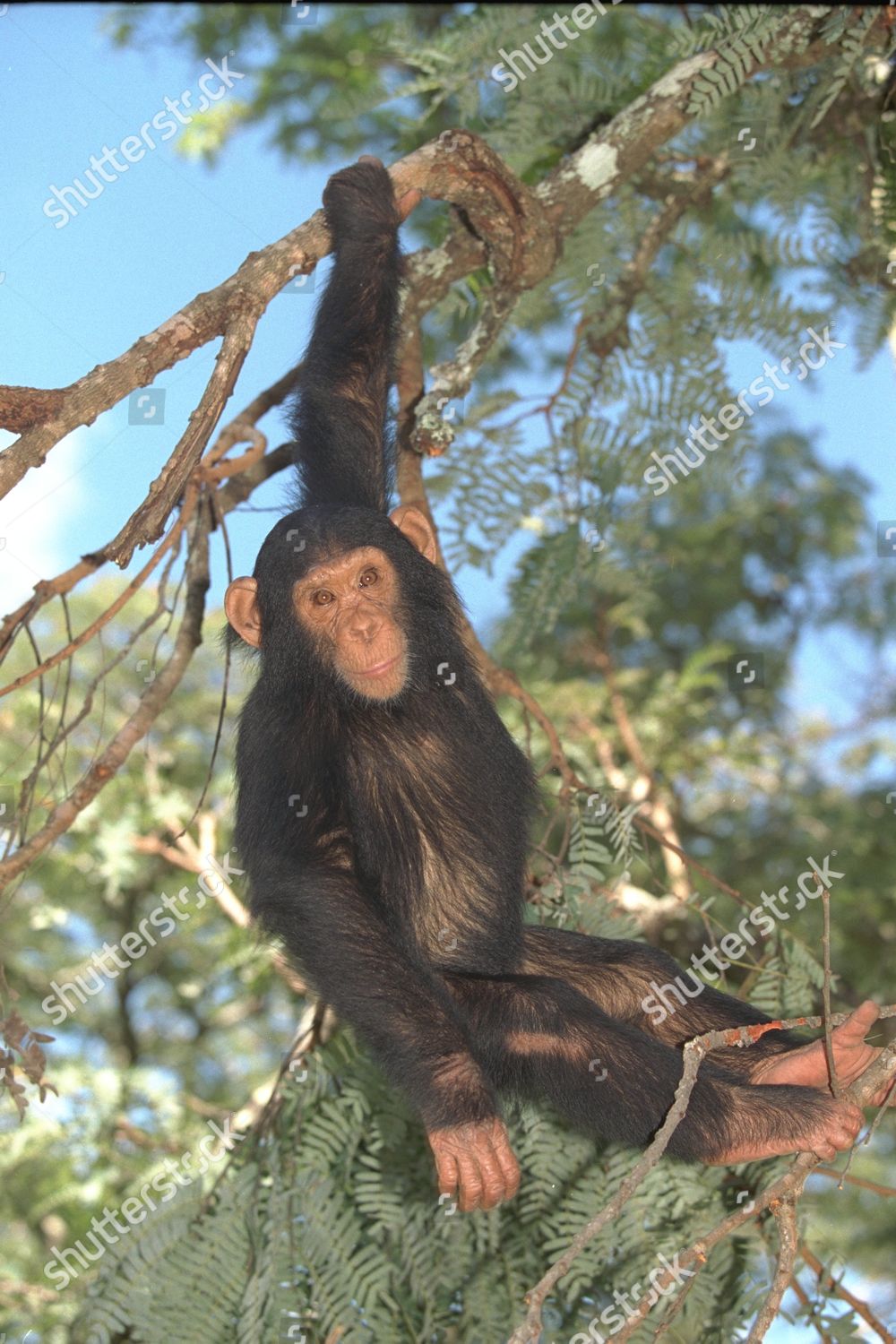 Chimfunshi Wildlife Oprhanage Chimpanzees Zambia Run Editorial Stock ...