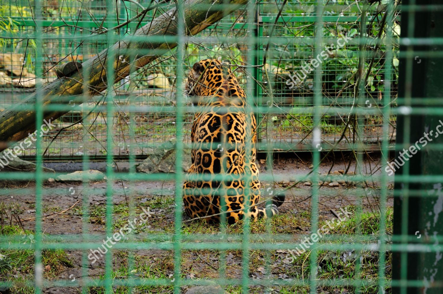 Jaguar Sitting Bored Cage Editorial Stock Photo - Stock Image ...