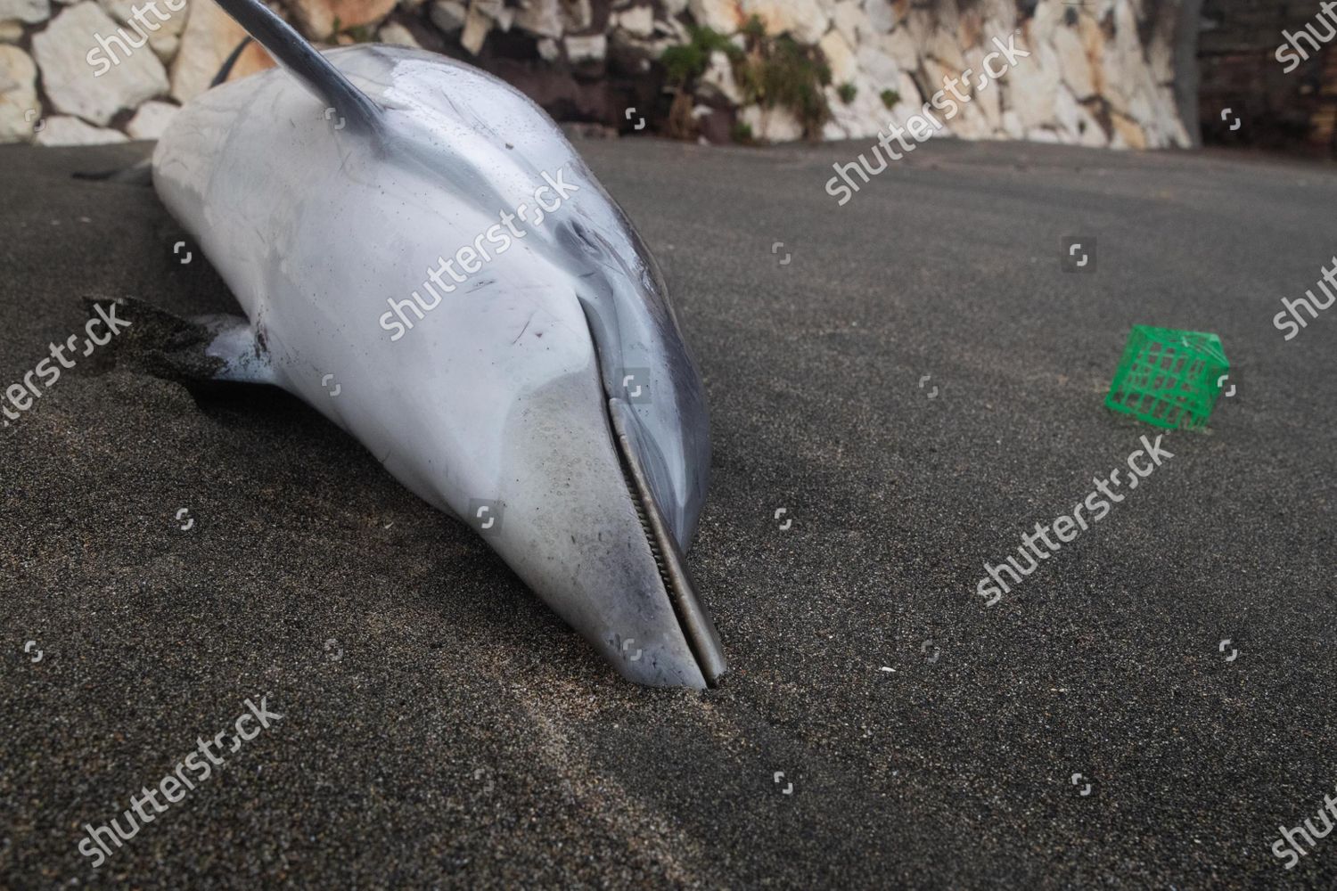 Stranded Dolphin Beach After Whirlwind Hit Editorial Stock Photo ...