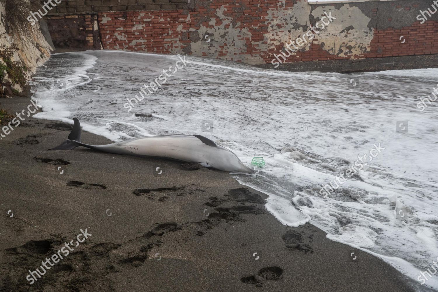 Stranded Dolphin Beach After Whirlwind Hit Editorial Stock Photo ...