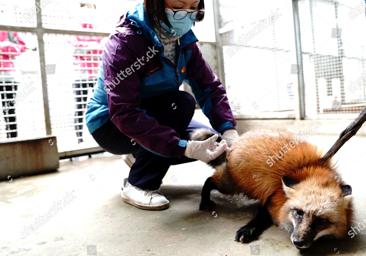 Red Fox Given Vaccine Shanghai Zoo Editorial Stock Photo - Stock Image ...