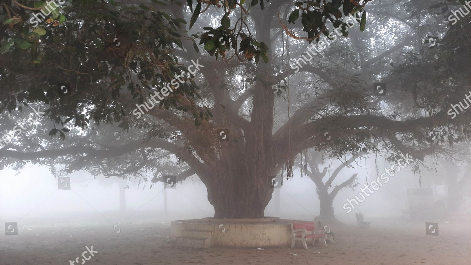 Winter Weather Banyan Tree Nearly Visible Editorial Stock Photo - Stock ...