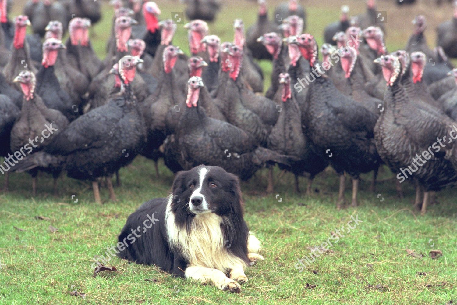 All Pictures Show Shep Two Year Editorial Stock Photo - Stock Image ...