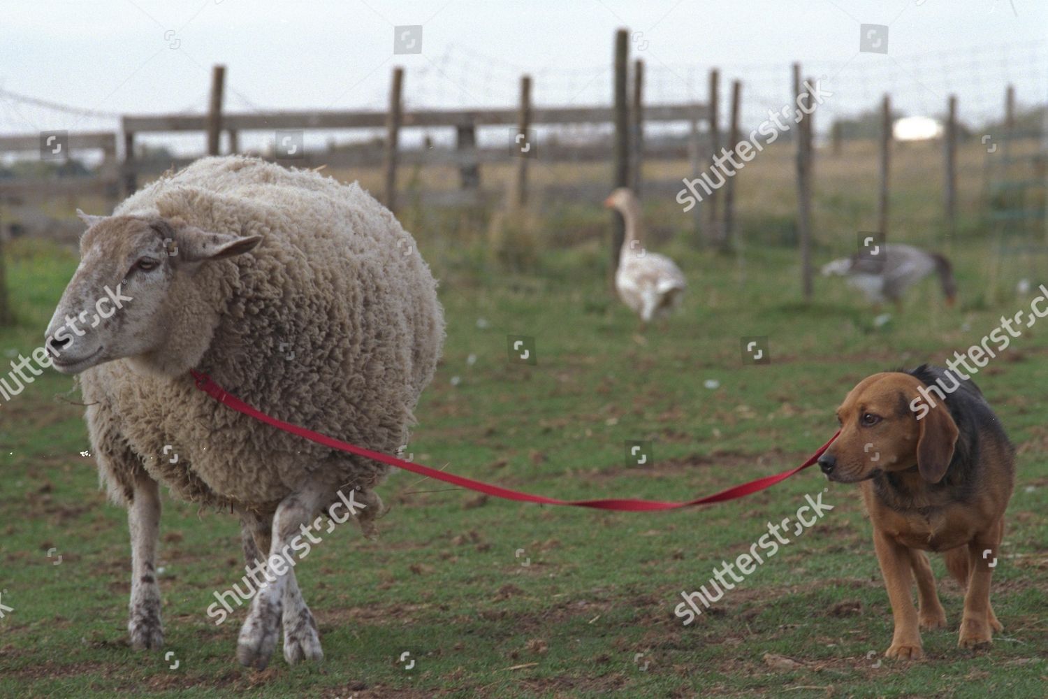 Looking Sheepish Mary Had Little Dog Editorial Stock Photo - Stock ...