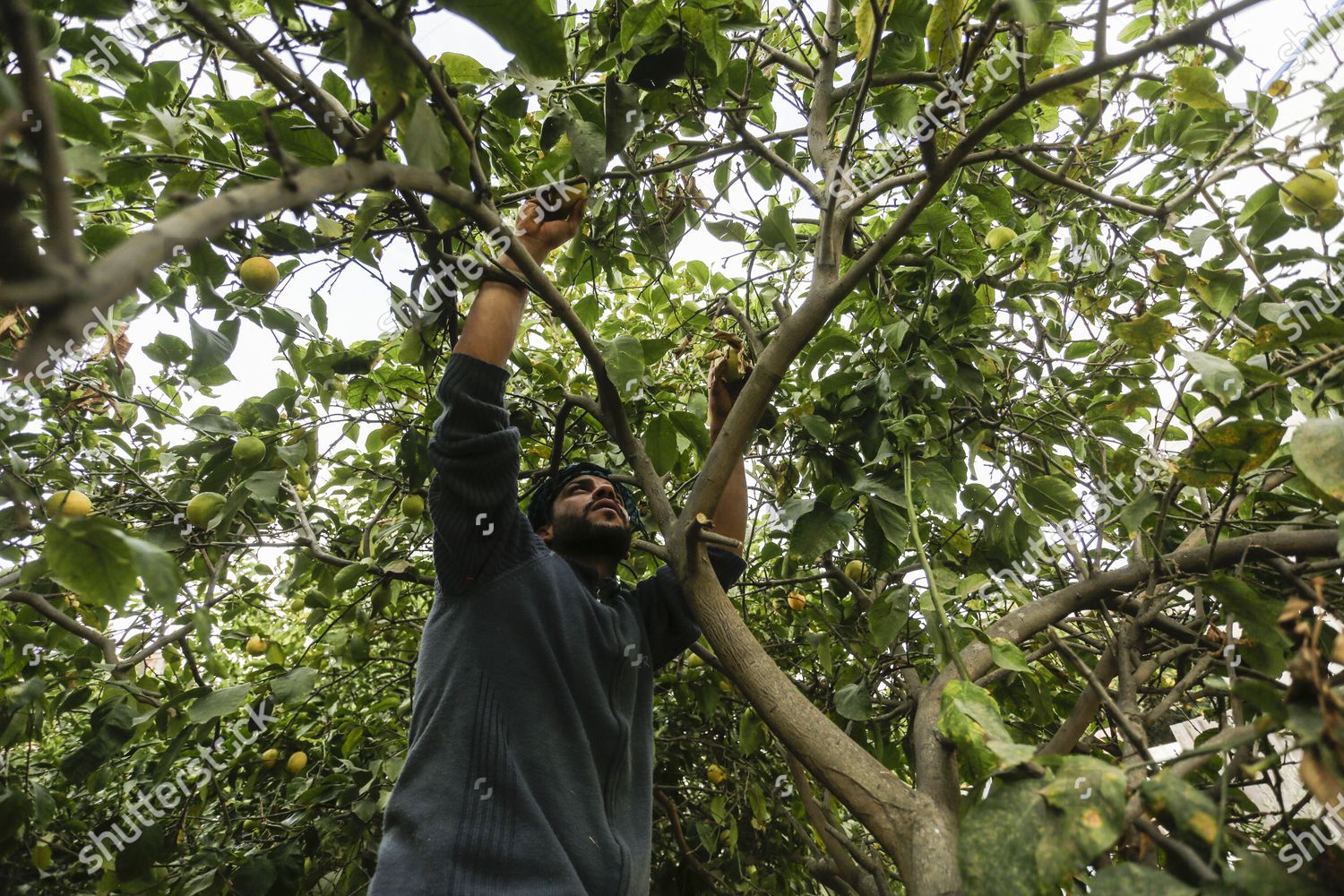 Farmer Picks Citrus Fruits Trees During Editorial Stock Photo - Stock ...