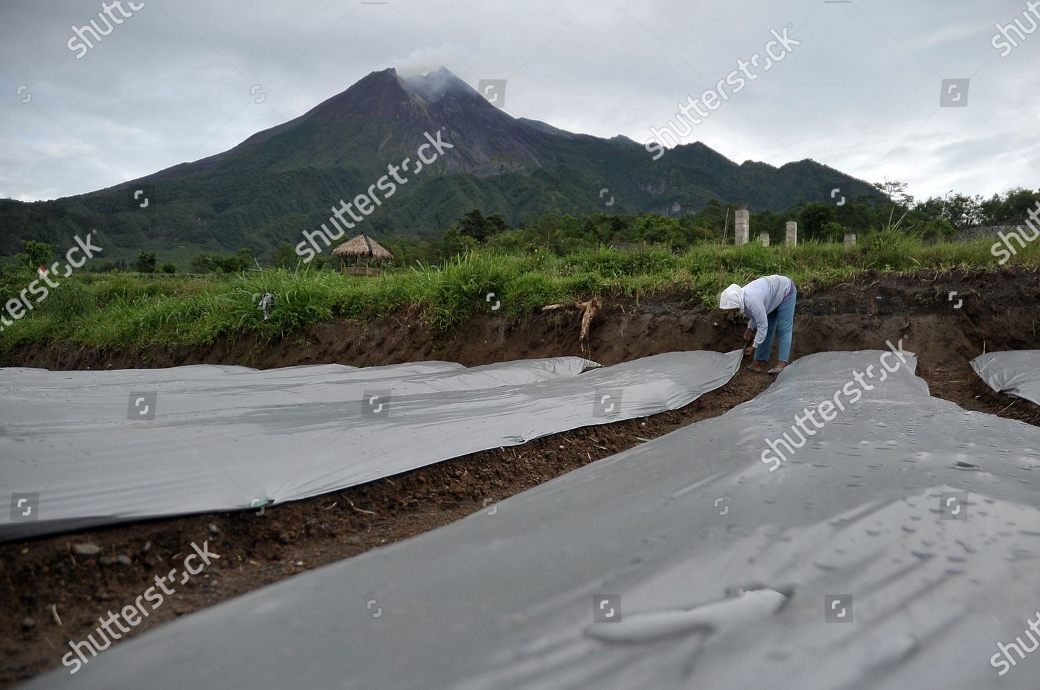Farmer Covers Farm Field Plastic Sheets Editorial Stock Photo - Stock ...