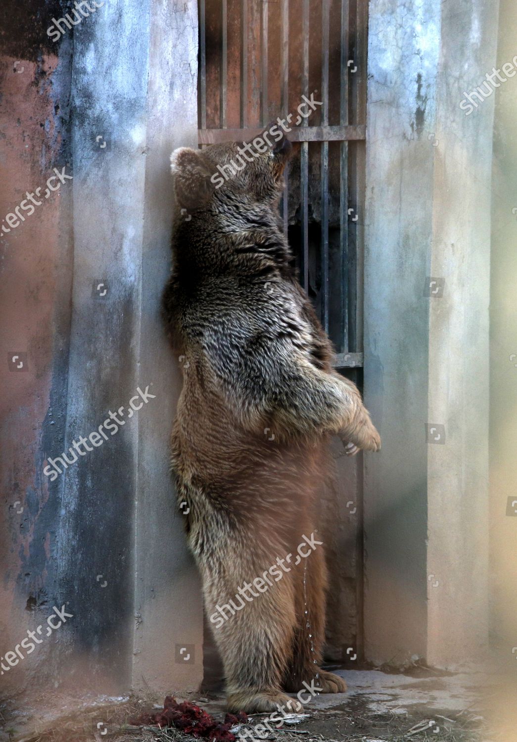 Brown Bear Named Bubloo Seen Inside Editorial Stock Photo - Stock Image ...