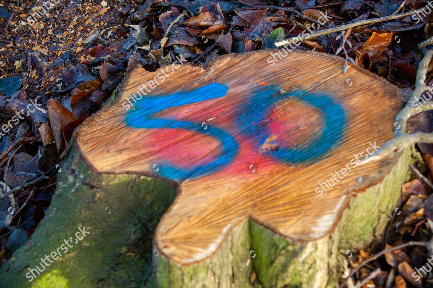 Sad Sight Tree Stumps All That Editorial Stock Photo - Stock Image ...