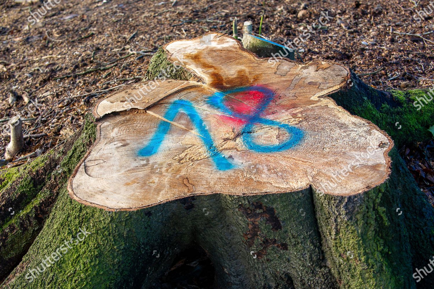 Sad Sight Tree Stumps All That Editorial Stock Photo - Stock Image ...