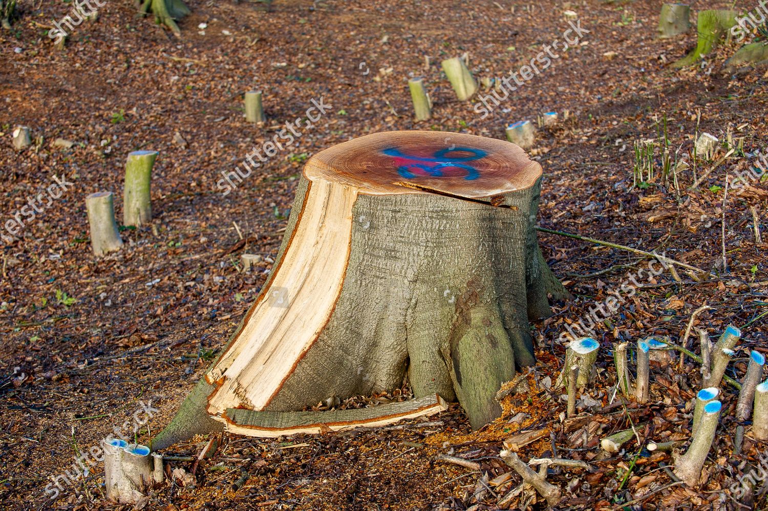 Sad Sight Tree Stumps All That Editorial Stock Photo - Stock Image ...