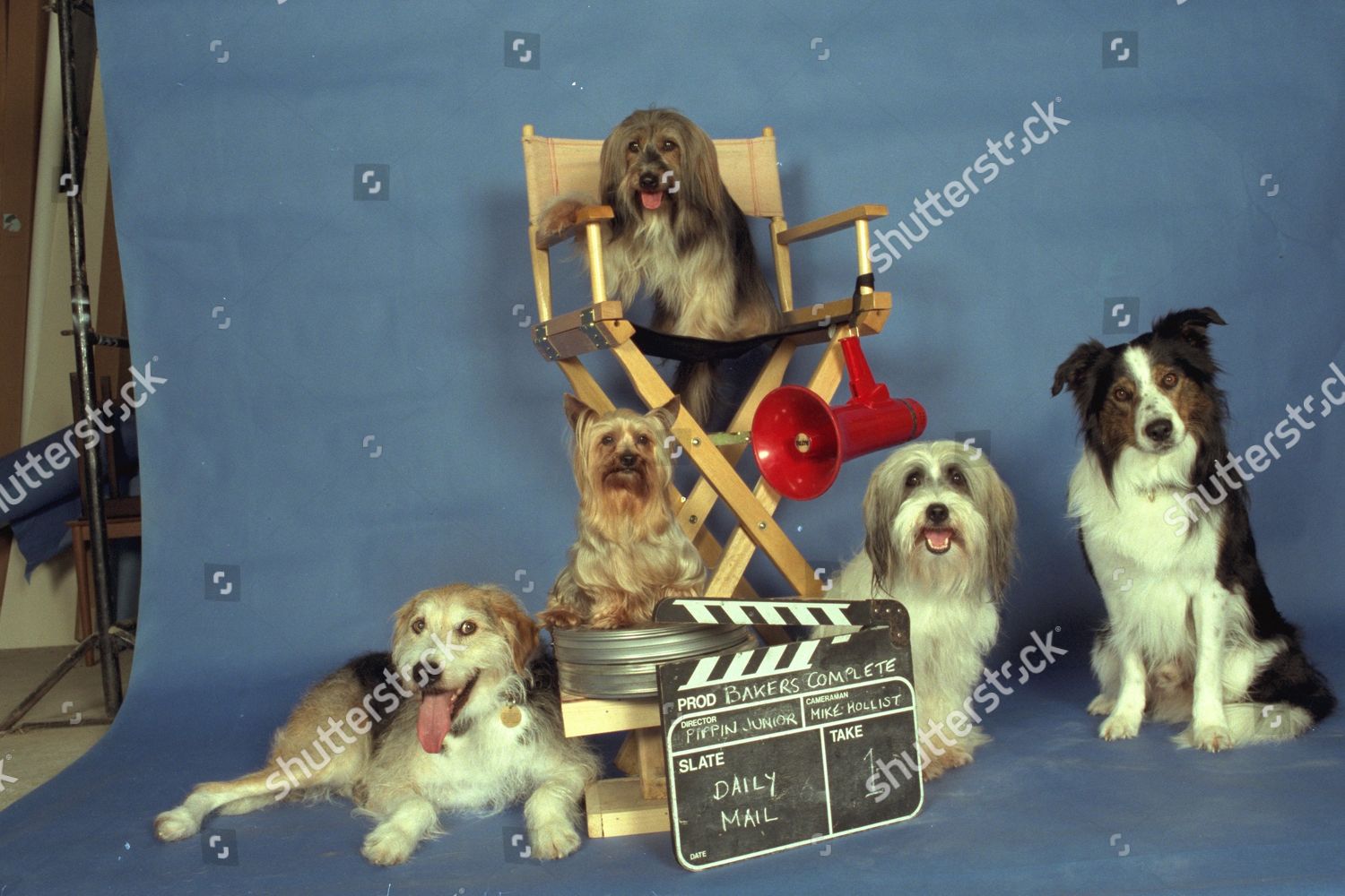 Pippin Junior Famous Television Commercial Dog Editorial Stock Photo ...