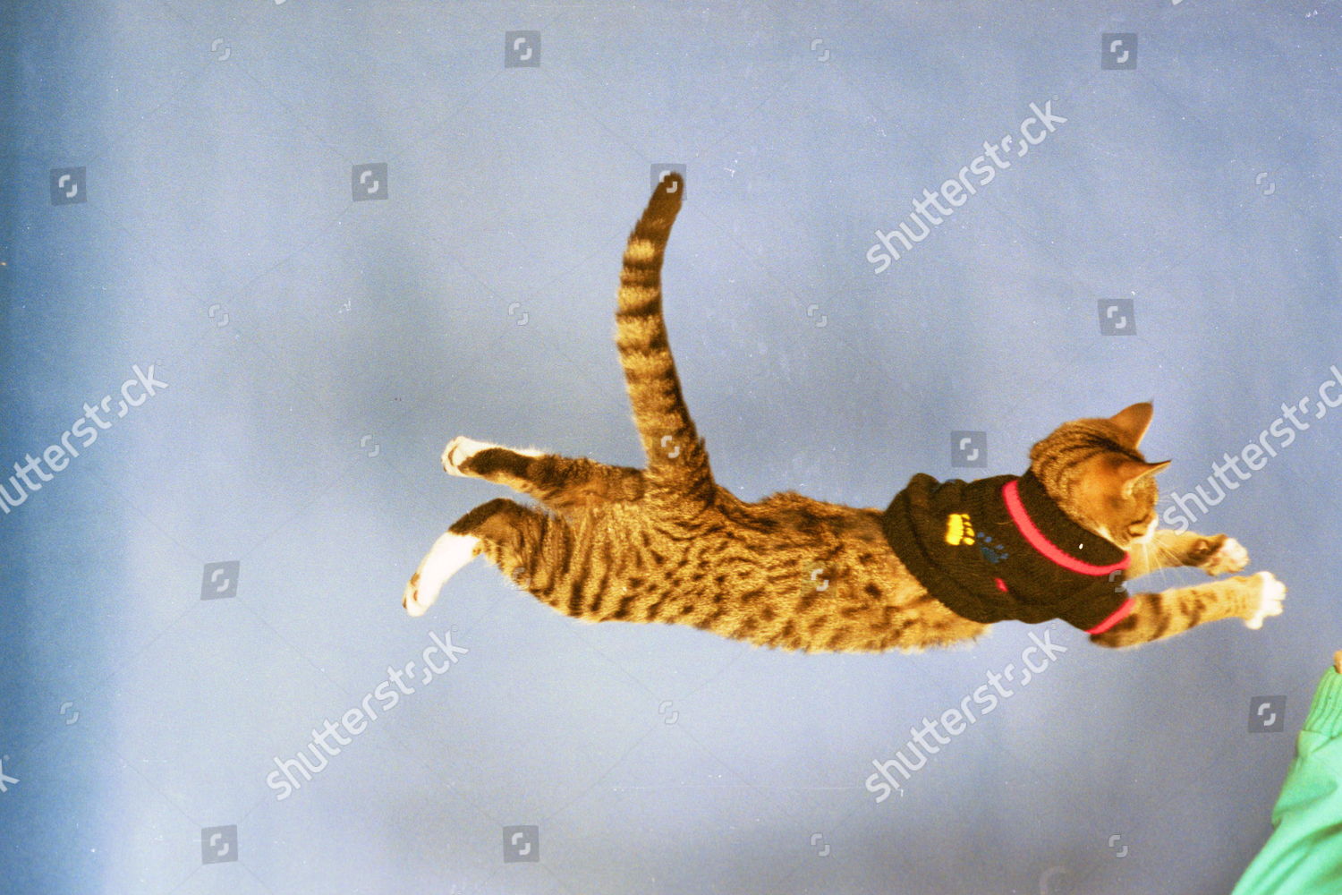 COOL CATS STRUT THEIR STUFF ON Editorial Stock Photo - Stock Image ...