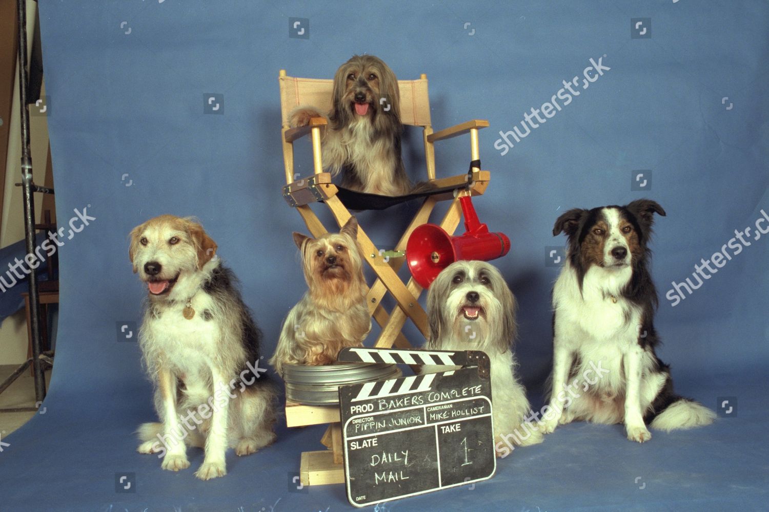 Pippin Junior Famous Television Commercial Dog Editorial Stock Photo ...