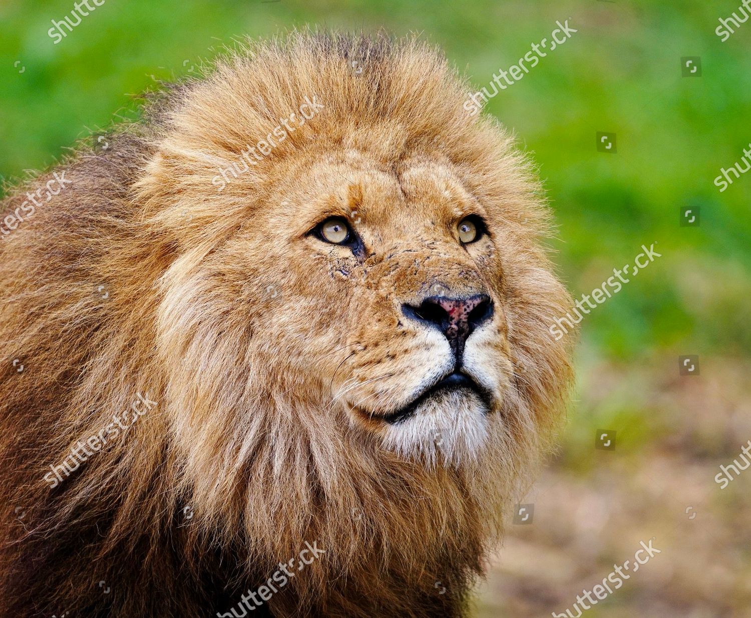 One Calebs Pictures Harry Lion Longleat Editorial Stock Photo - Stock ...
