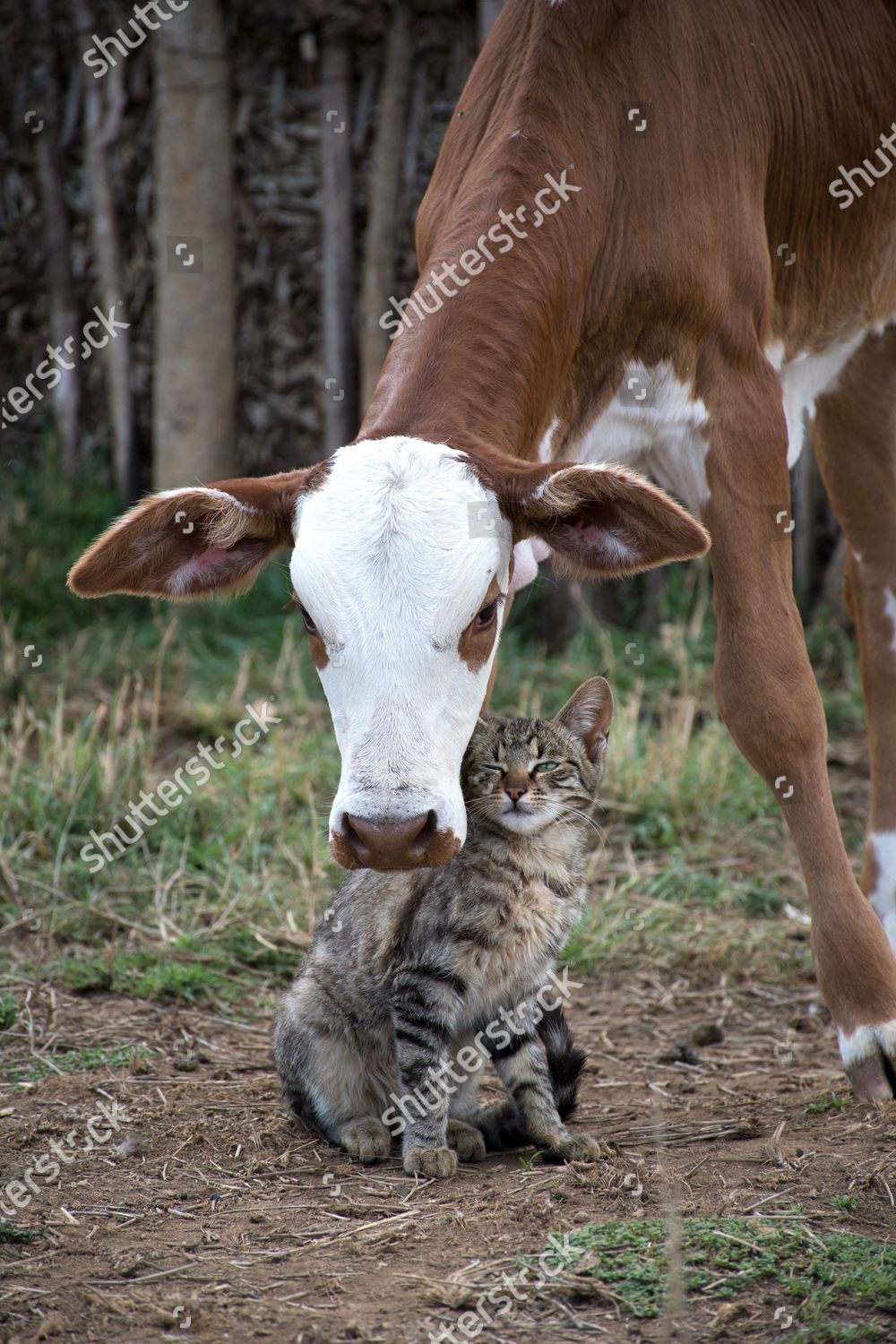 Very Mooving a Cow Cat Make Editorial Stock Photo - Stock Image ...