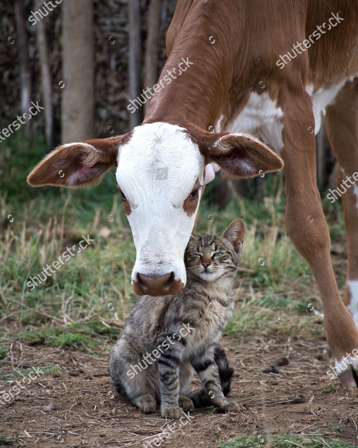 VERY MOO-VING COW CAT MAKE STRIKE Editorial Stock Photo - Stock Image ...