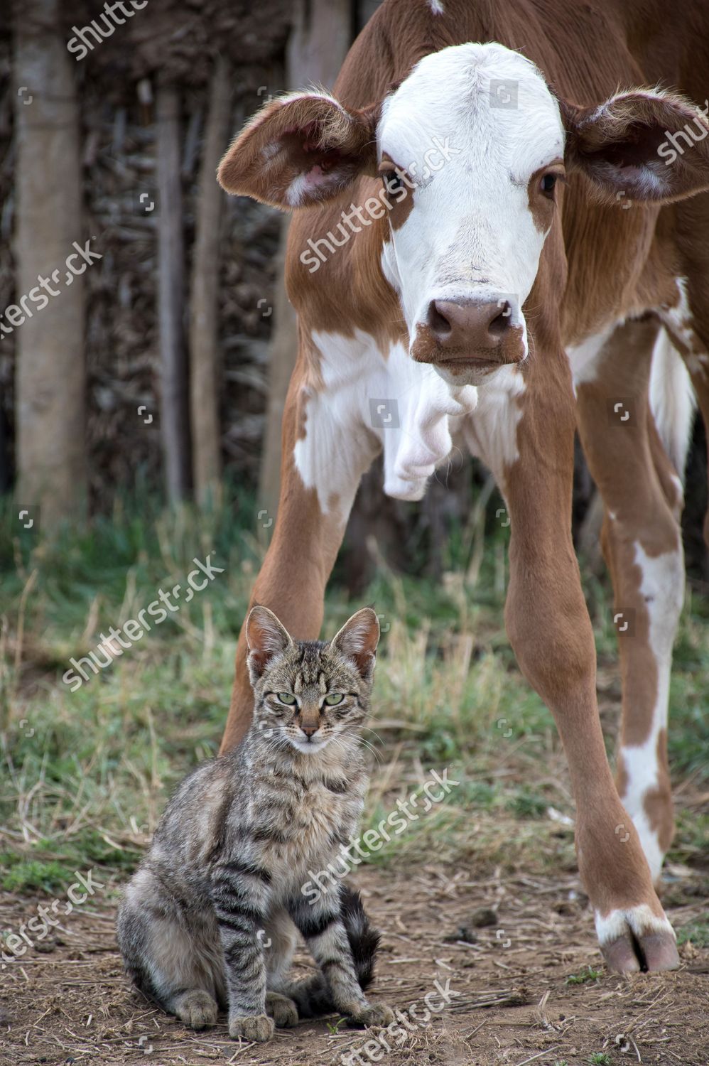 VERY MOO-VING COW CAT MAKE STRIKE Editorial Stock Photo - Stock Image ...