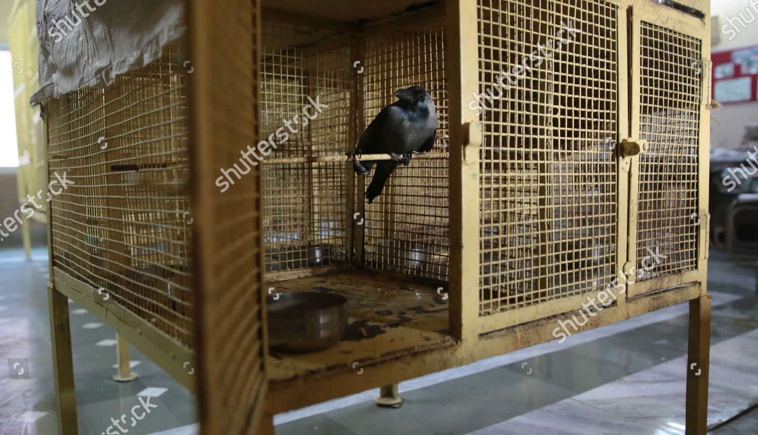 Injured Crow Undergoes Treatment Enclosure Bird Editorial Stock Photo ...