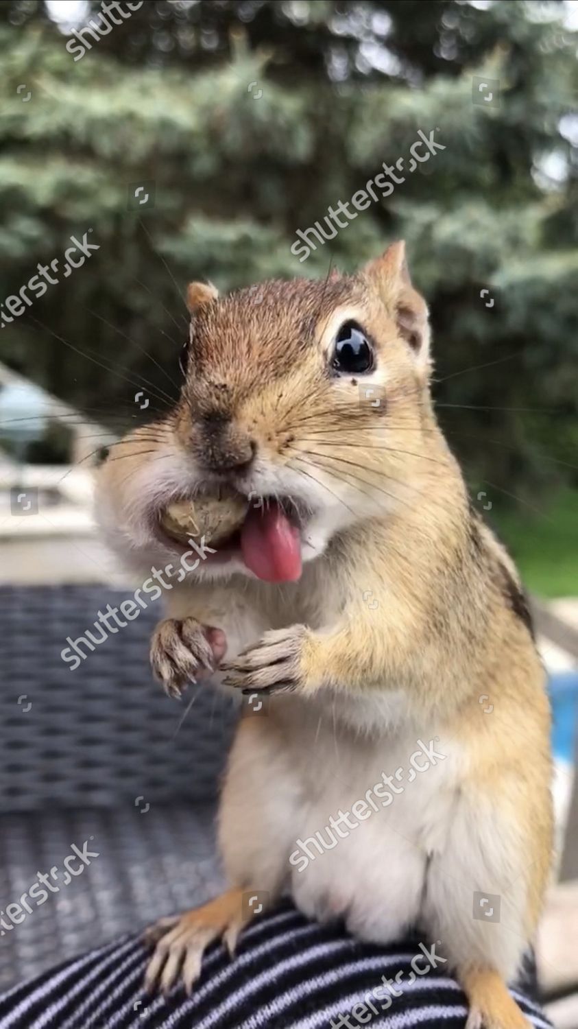 Greedy Little Chipmunk Stuffed Face Nuts Editorial Stock Photo - Stock Image | Shutterstock