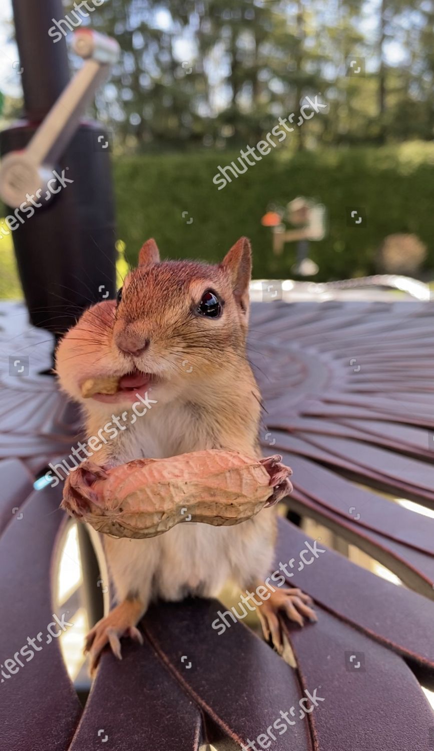 Greedy Little Chipmunk Stuffed Face Nuts Editorial Stock Photo - Stock ...