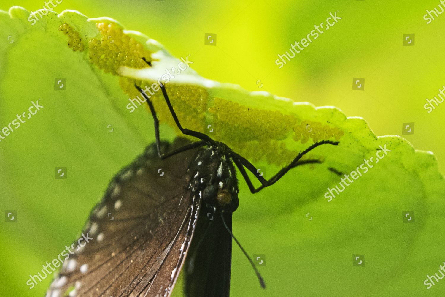 Butterfly Lays Eggs On Leaf Singapores Editorial Stock Photo - Stock ...