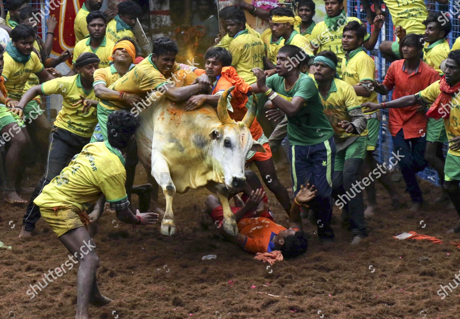 Participants Try Control Bull During Annual Editorial Stock Photo ...