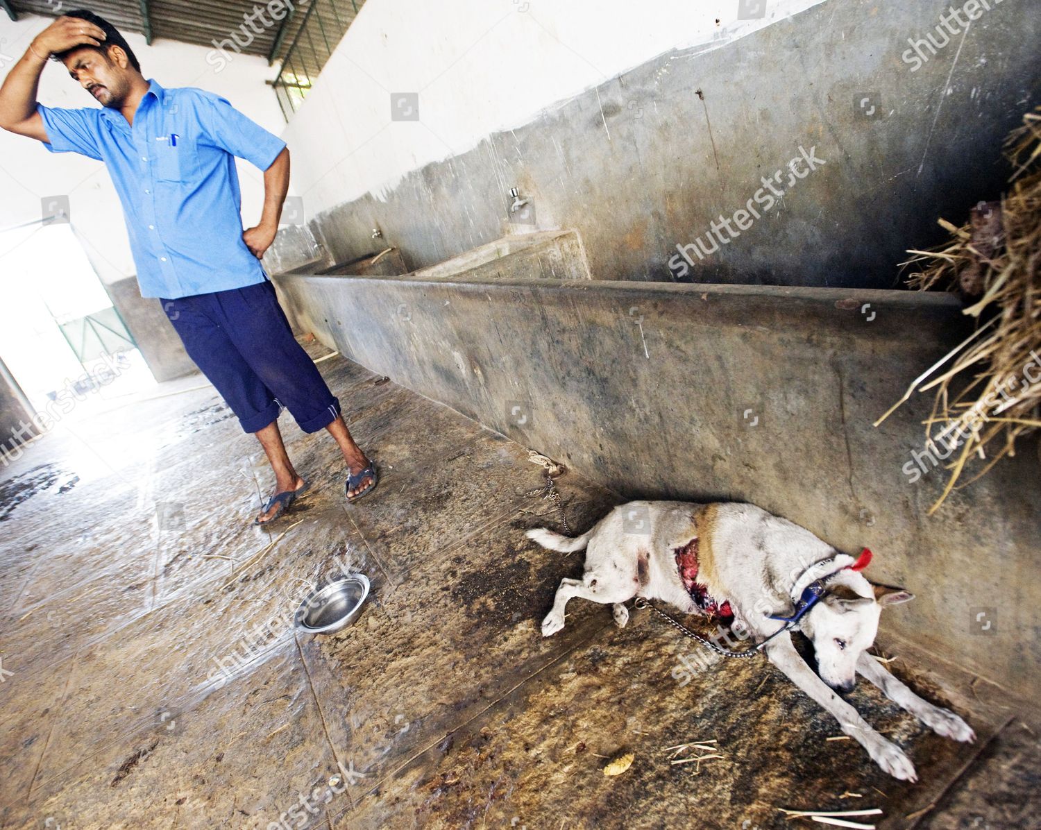 Injured Street Dog That Collected Night Editorial Stock Photo - Stock ...
