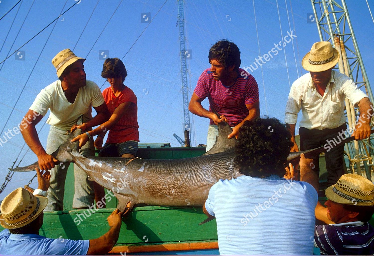 Fishermen Caught Swordfish Editorial Stock Photo - Stock Image ...