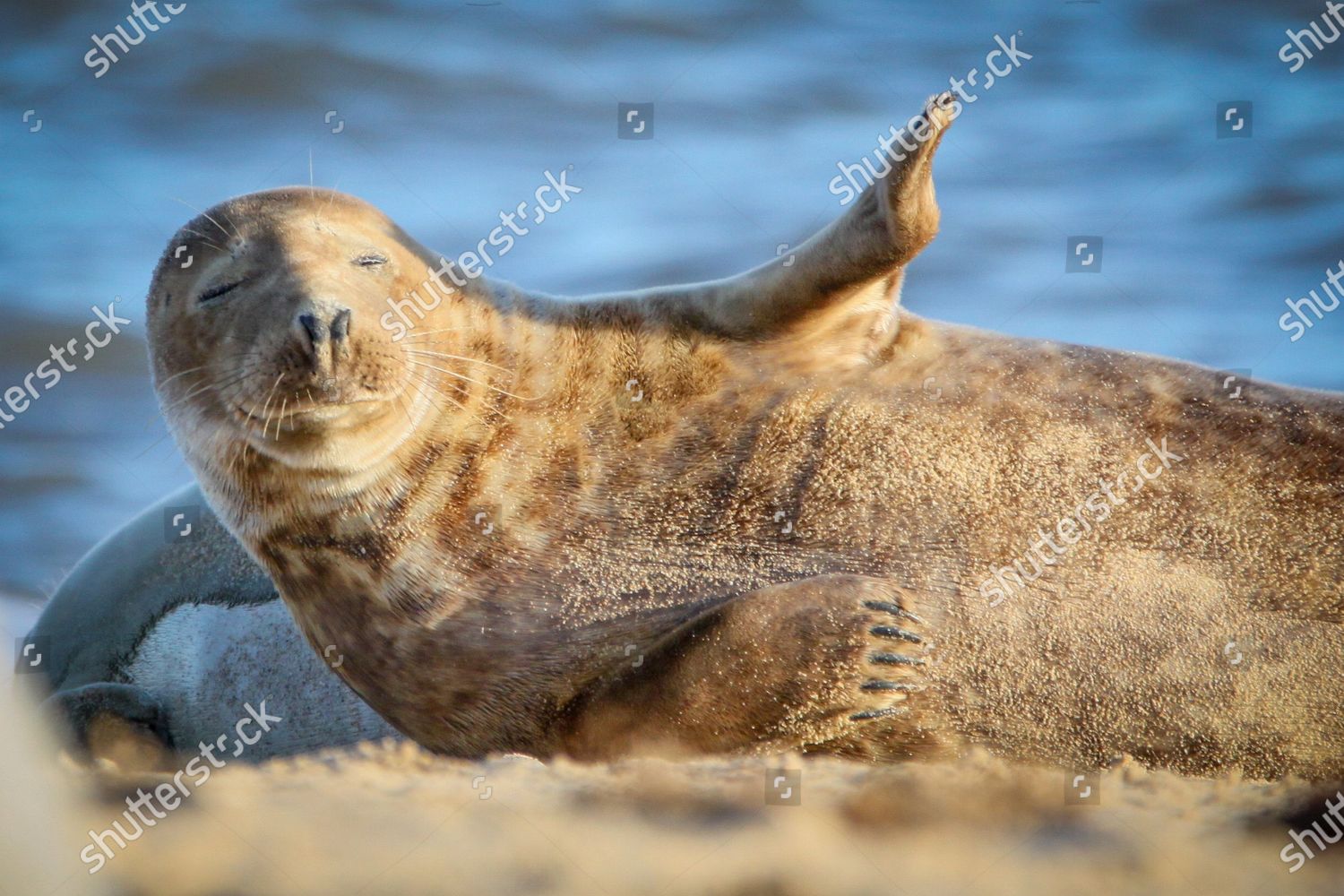 Seal Lifts Flipper Say Talk Hand Editorial Stock Photo - Stock Image ...