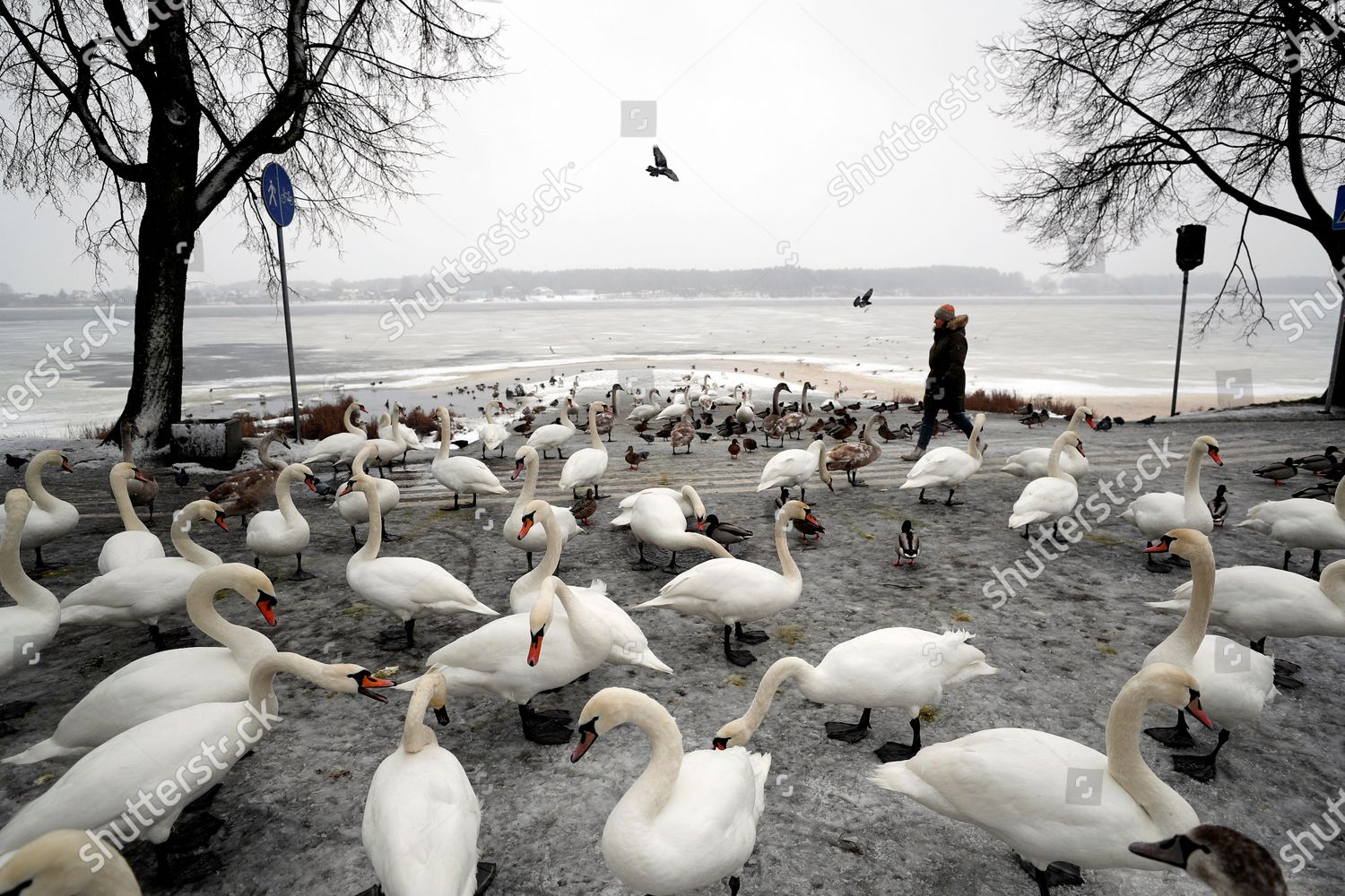 Woman Walks Near Group Swans Kengaraga Editorial Stock Photo - Stock ...