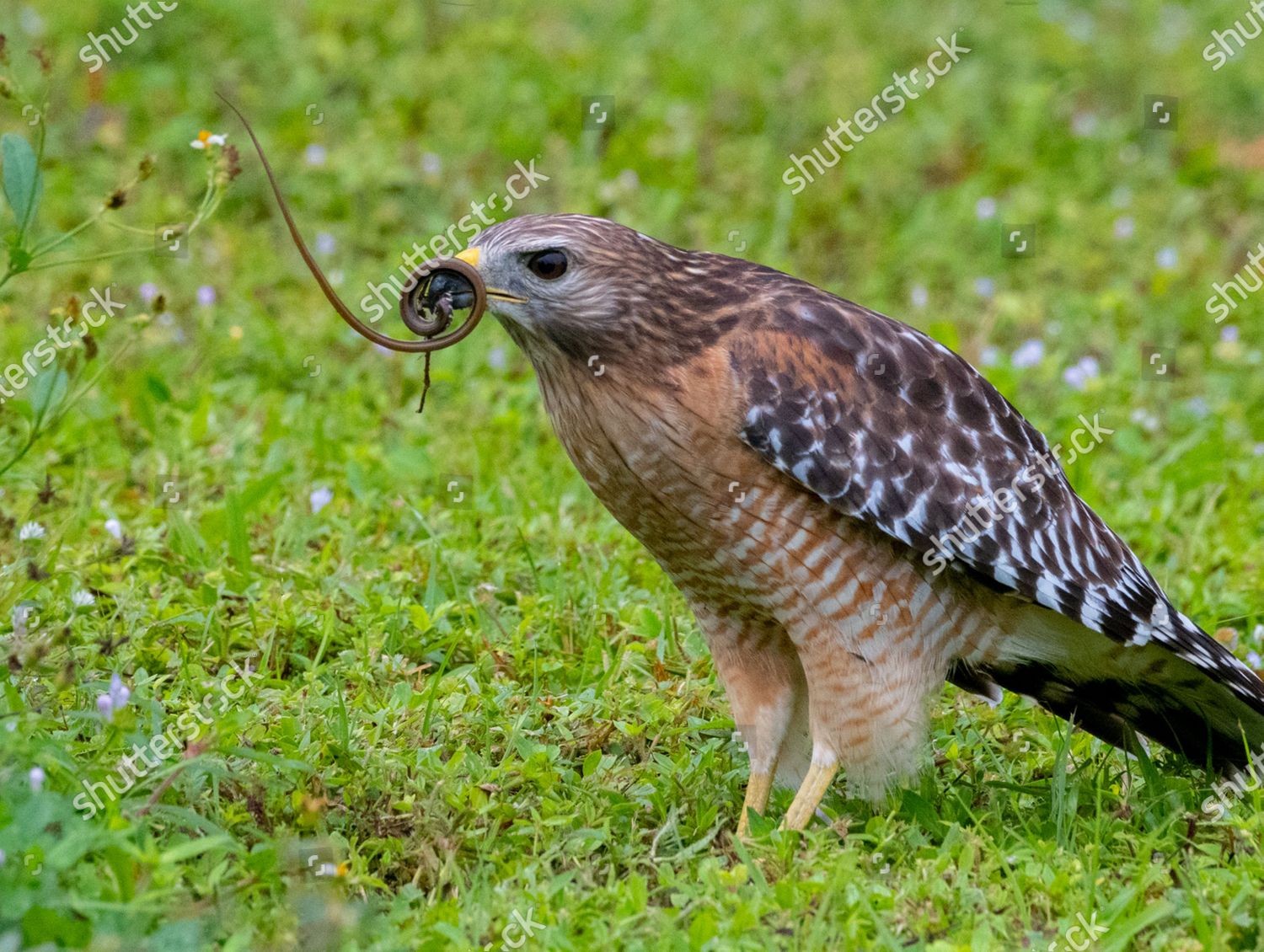Hawk Swallows Snake Making Look Though Editorial Stock Photo - Stock ...