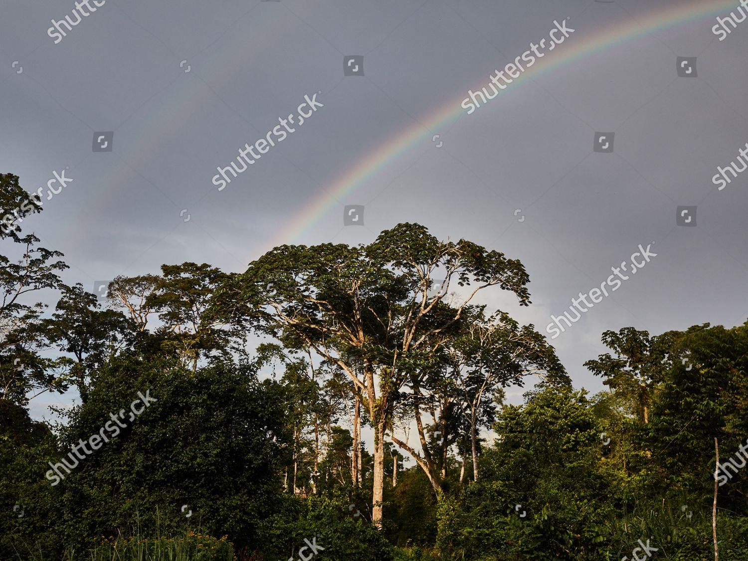 Ituri Rainforest Mambasa Territory Northeastern Congo Editorial Stock ...