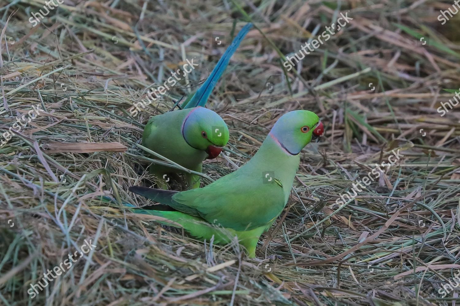 TWO ROSE-RINGED PARAKEETS PSITTACULA KRAMERI KNOWN Editorial Stock ...