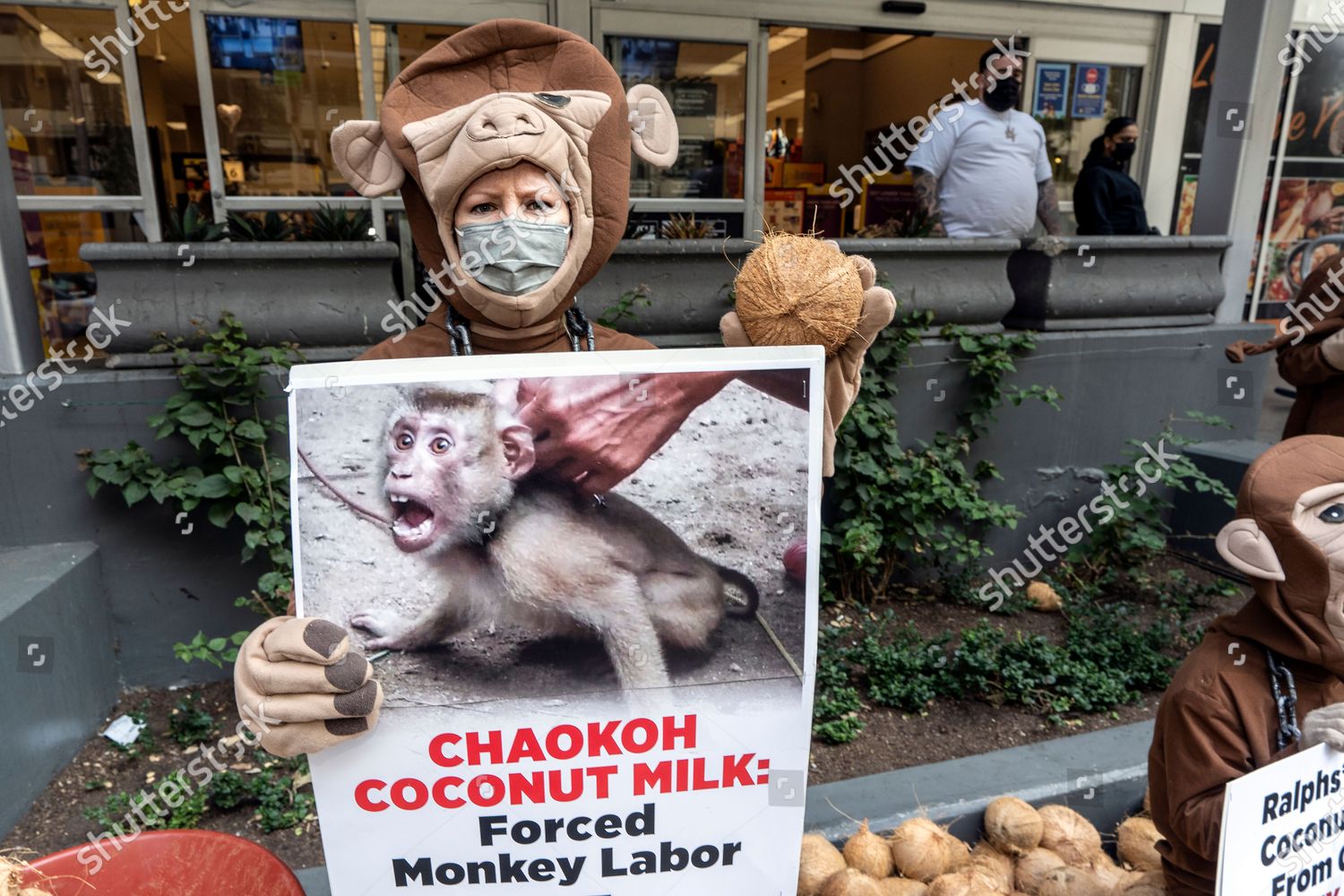 Peta Activist Dressed Monkey Costume Holds Editorial Stock Photo ...