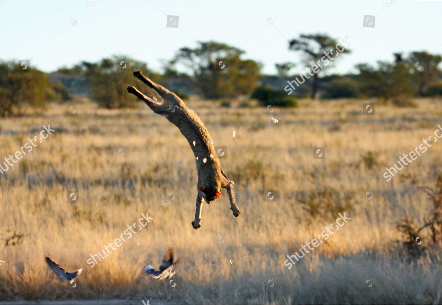 Acrobatic Cat Leaping Catch Birds Editorial Stock Photo - Stock Image ...