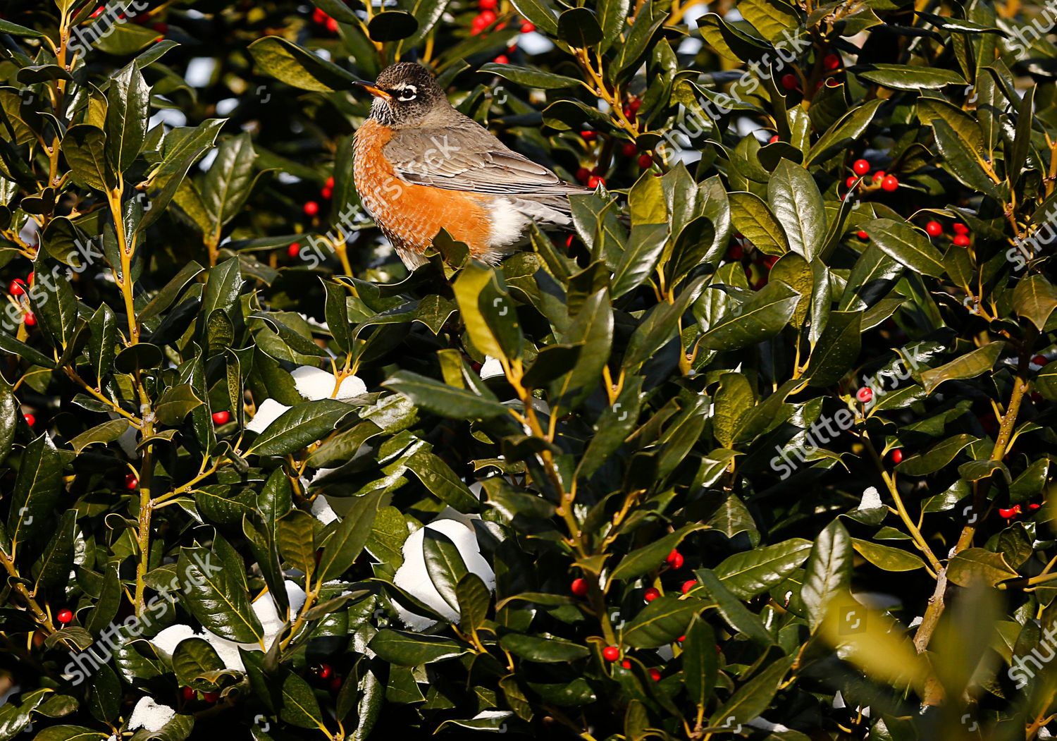 Robin Looks Berry Bush After Shaking Editorial Stock Photo - Stock ...