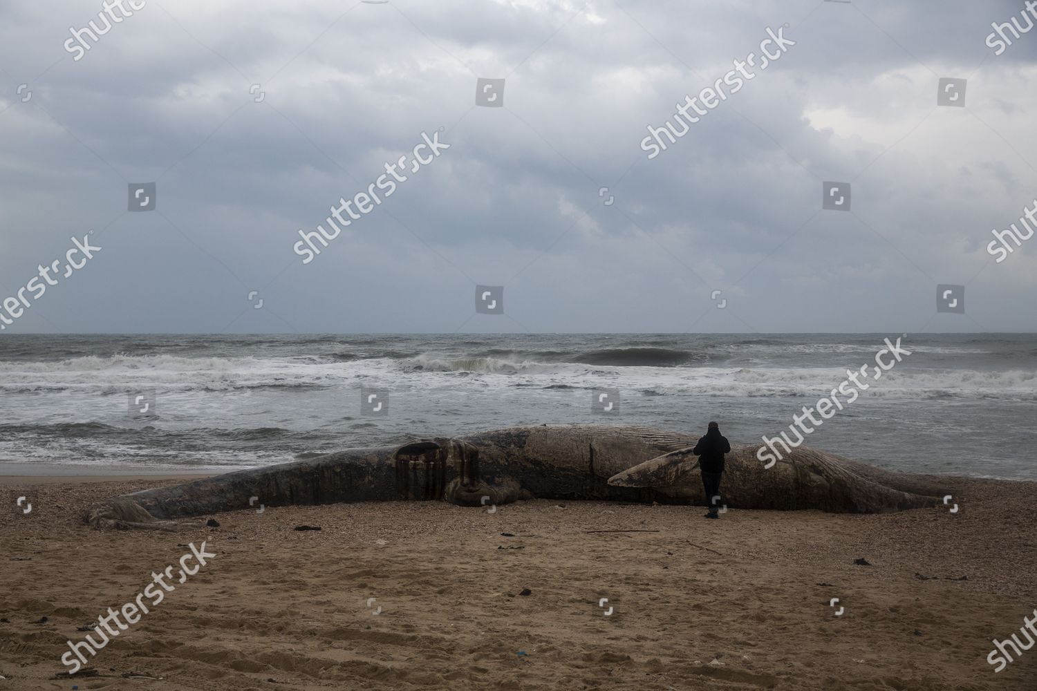 17 Meters About 55 Feet Long Editorial Stock Photo - Stock Image ...