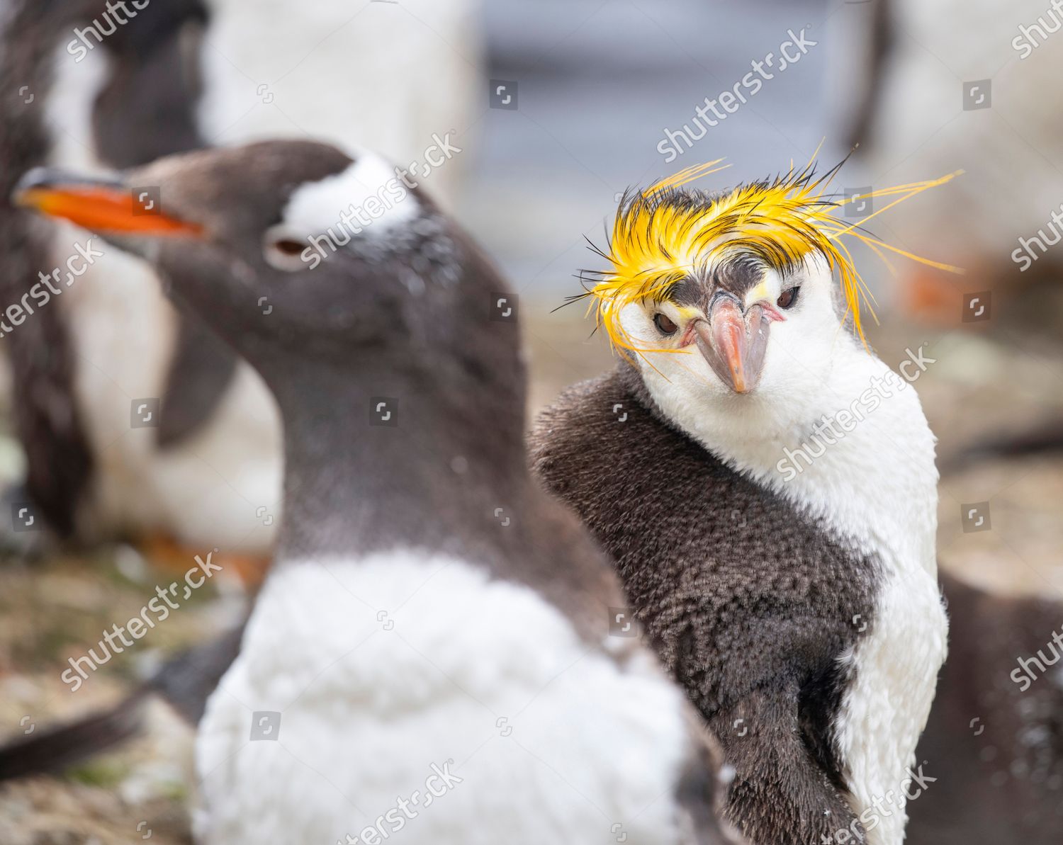 Penguin Unsual Hair Style Stands Out Editorial Stock Photo - Stock ...