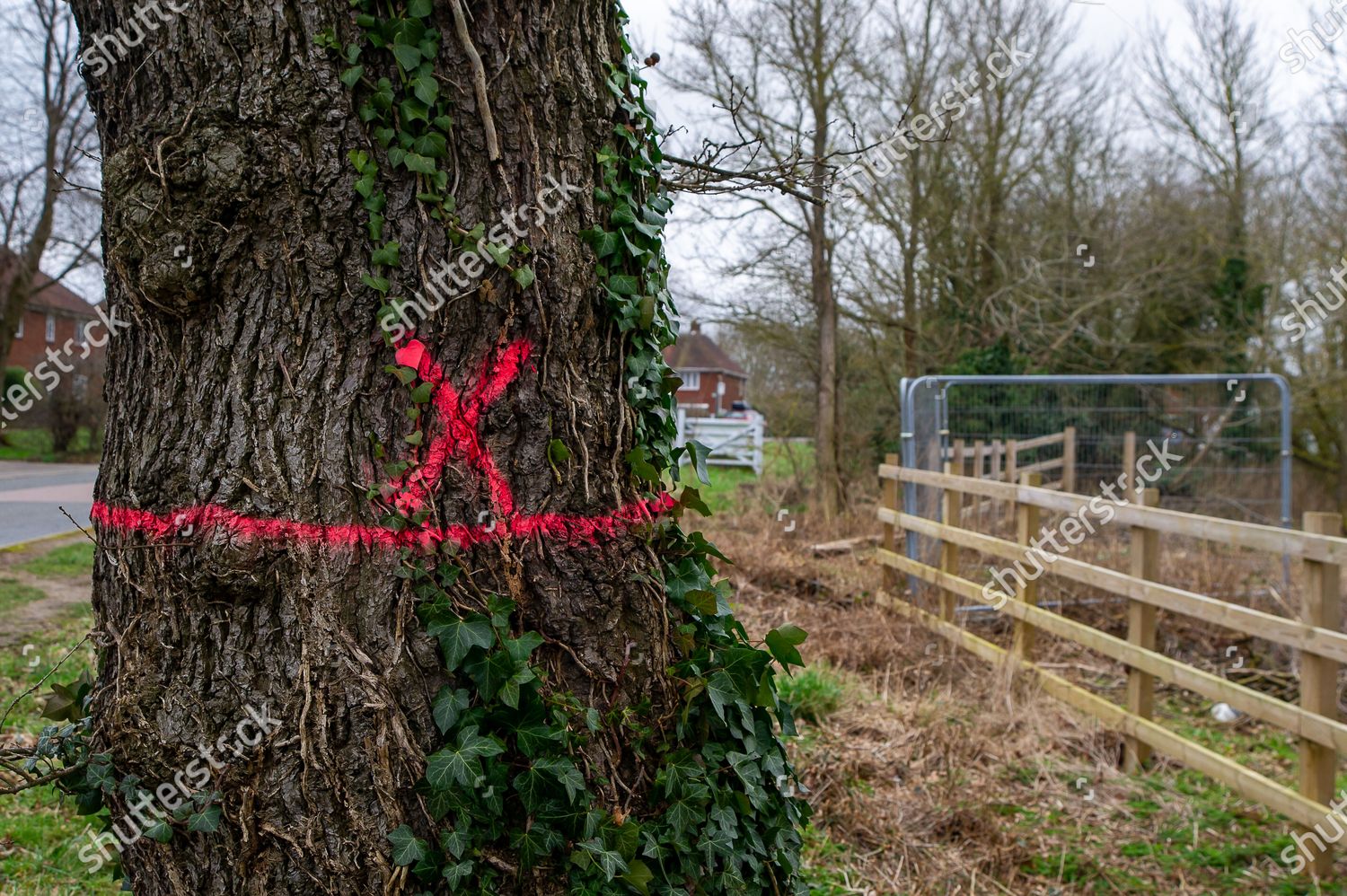 Beautiful Oak Tree Marked Felling By Editorial Stock Photo - Stock ...