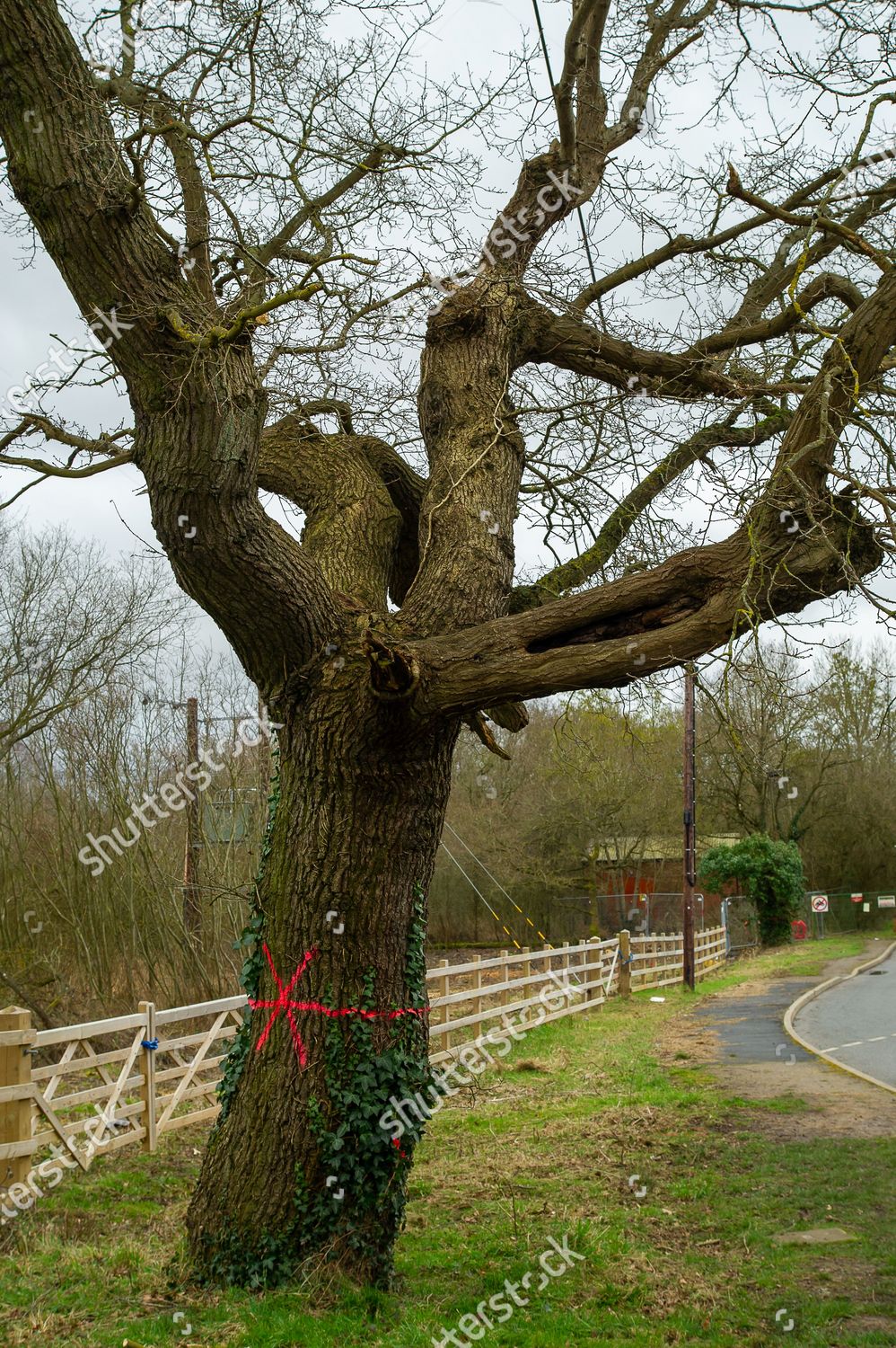 Beautiful Oak Tree Marked Felling By Editorial Stock Photo - Stock ...