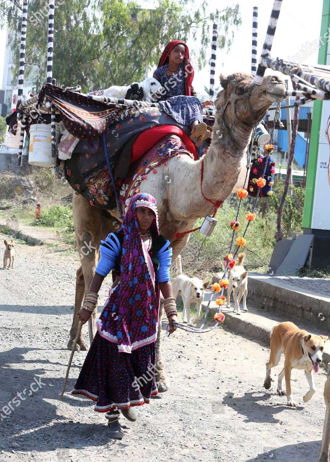 Rajasthani Nomadic Tribe Members Carry Their Editorial Stock Photo ...