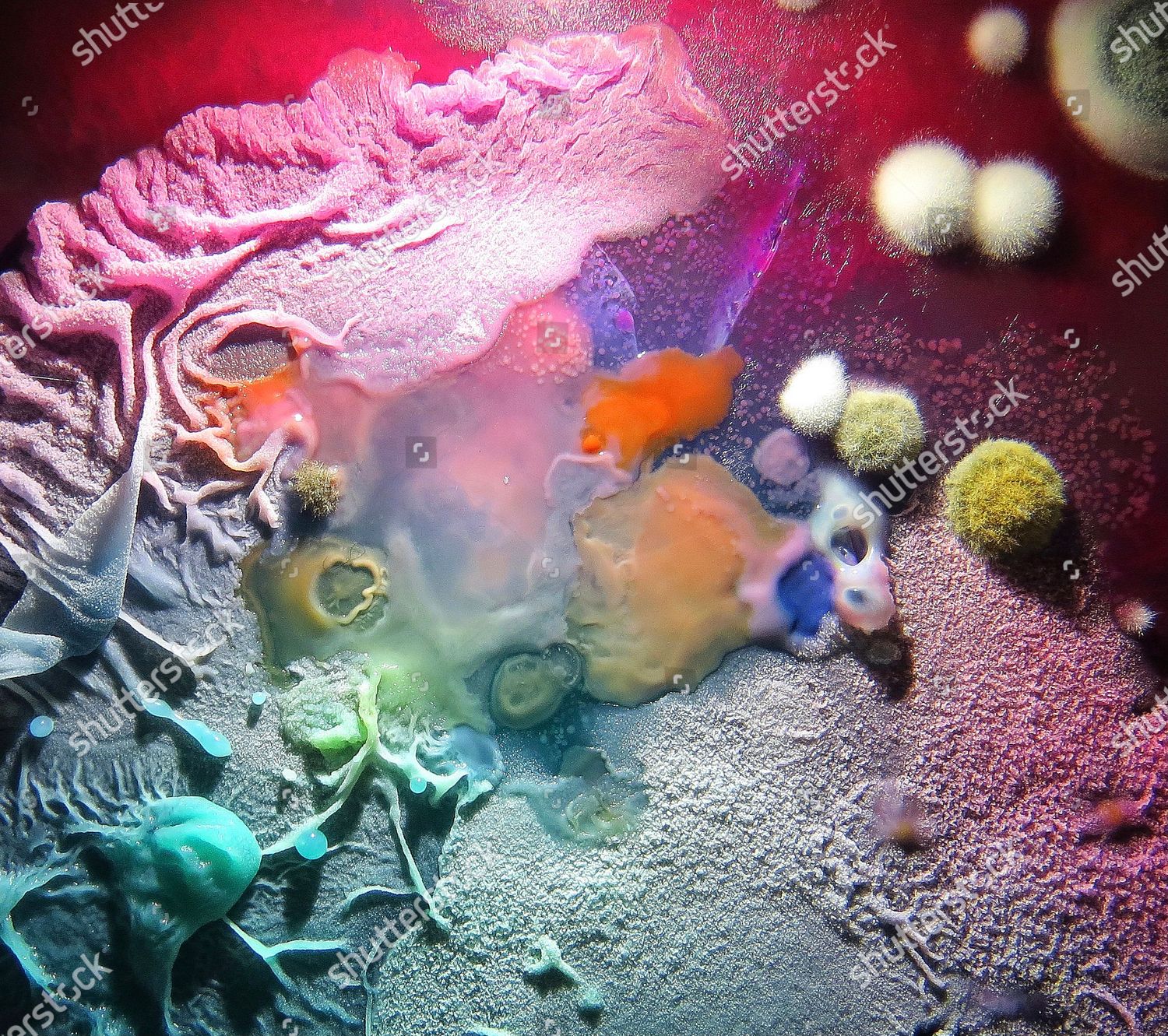 Closeup Photos Mould Bacteria Look Like Editorial Stock Photo - Stock ...