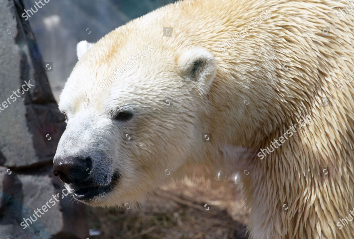 Kali Polar Bear Comes Out His Editorial Stock Photo - Stock Image ...