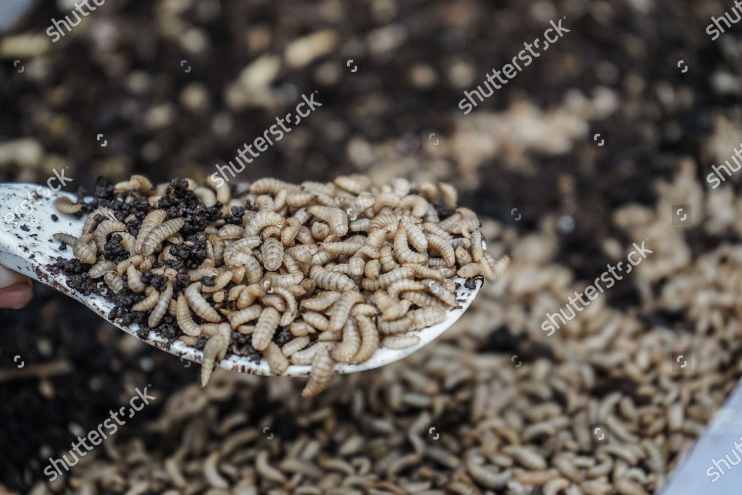 Maggots Baby Fly Larvae Which Able Editorial Stock Photo - Stock Image ...