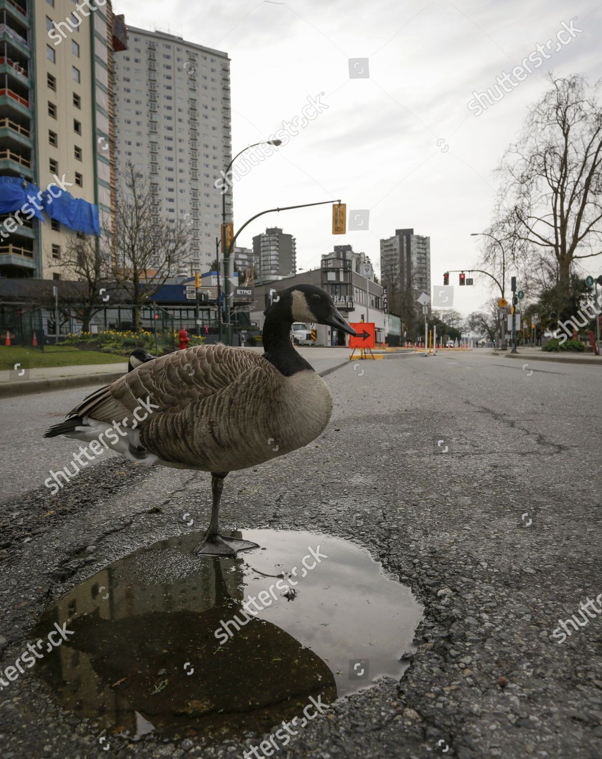 Canada Goose Seen Puddle On Road Editorial Stock Photo - Stock Image ...