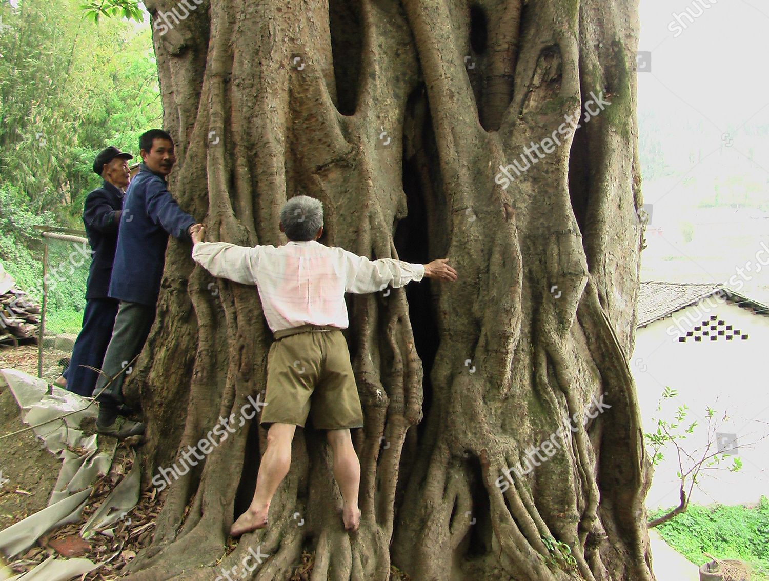 Villagers Try Embrace Huge 500yearold Tree Editorial Stock Photo ...