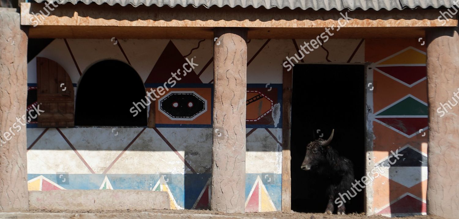Yak Inside Enclosure Tbilisi Zoo Tbilisi Editorial Stock Photo - Stock ...
